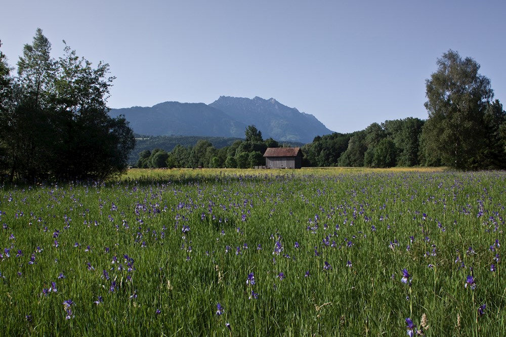 Ruggell - Naturschutzgebiet Ruggeller Riet